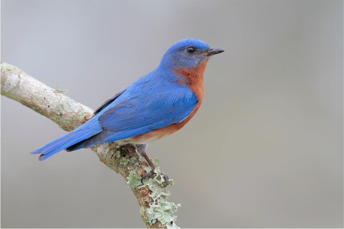 Barns Into Birdhouses® | Unique Birdhouses | Bird Feeders | Bats, Owls ...